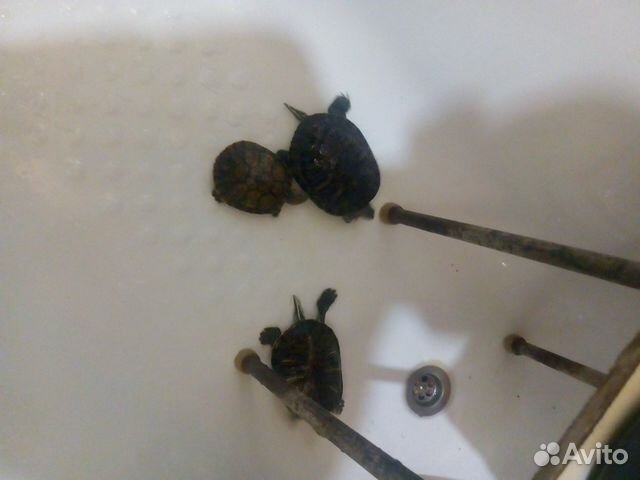 Черепашки. 3 штуки маленькая,средняя,большая