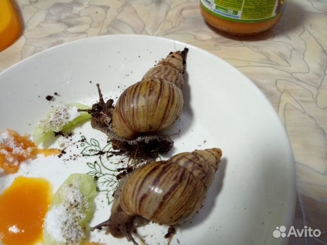 Улитки Кравени