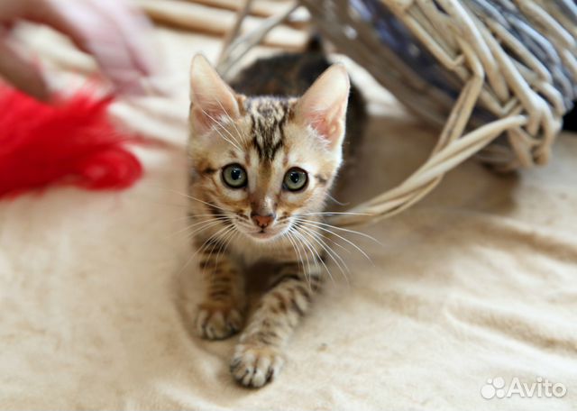 Бенгальская кошечка