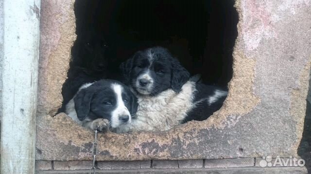 Полупородистые щенки спаниеля
