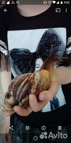 Улитка ахатина