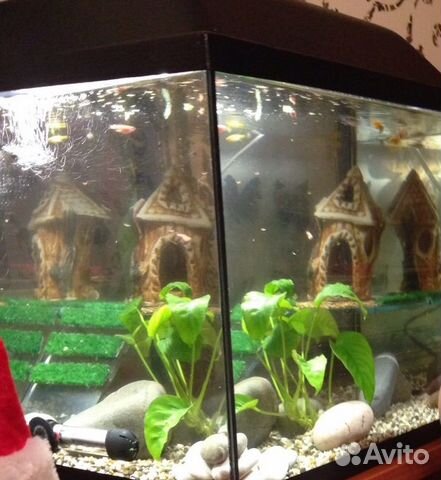 Аквариум, черепашник, террариум 60л