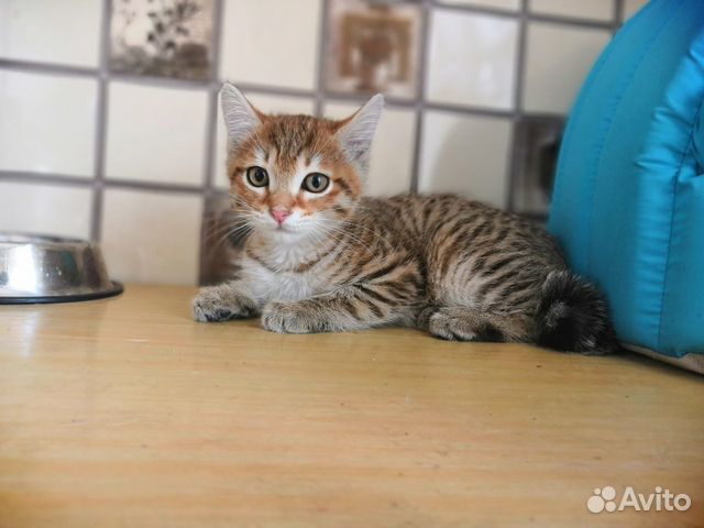 Котенок Лис ищет дом
