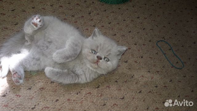 Шотладские котятки