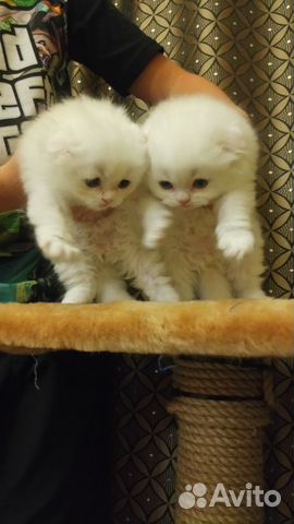Шотландские котята
