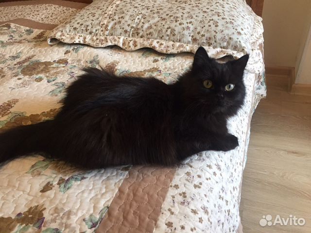 Кошечка Мисти