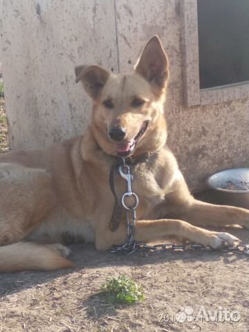 Умная Умка в поисках дома