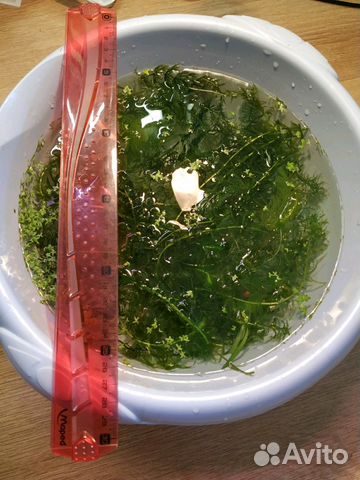 Прополка Улики Ампулярии и гуппи