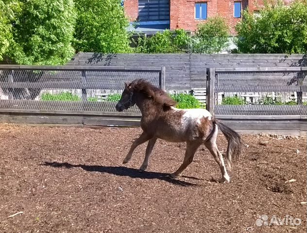 Аппалуза пони, жеребчик. Возможен обмен