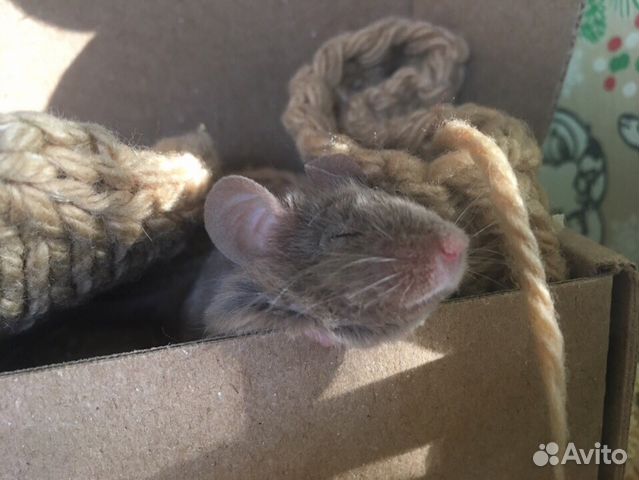 Мышь сатиновая в добрые руки