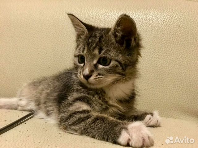 Котенок-девочка в добрые руки