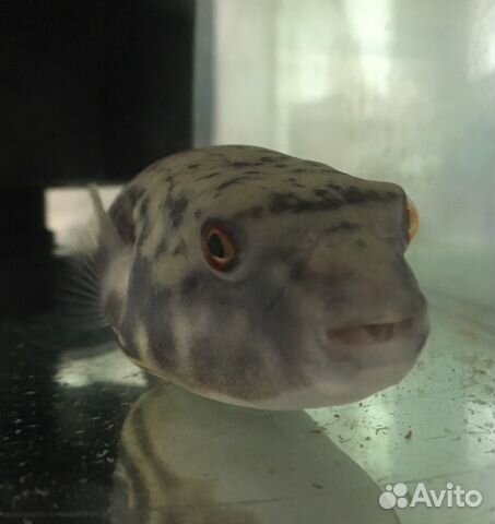 Тетраодон Факаха