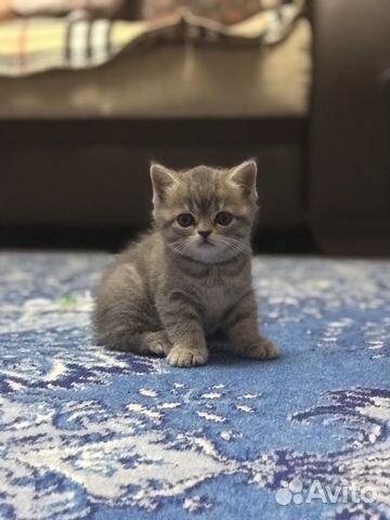 Котёнок Scottish Straight