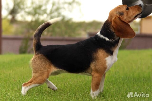 Биглюша девочка