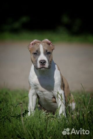 Малыш ам.стаффа,кобель