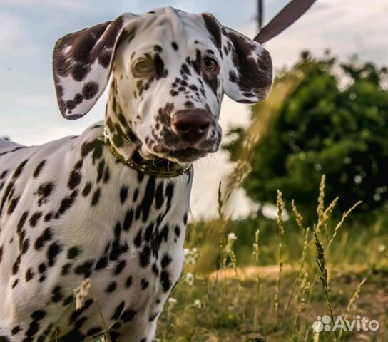 Прекрасная блондинка