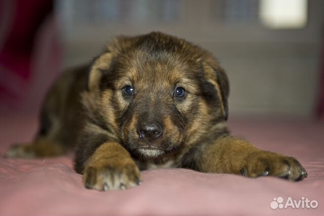 Шоколадка ищет дом