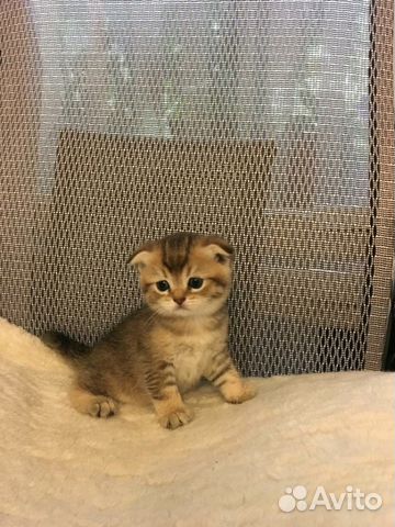 Британские котята