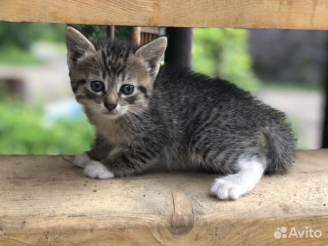Котёнок Кнопочка ищет Родителей