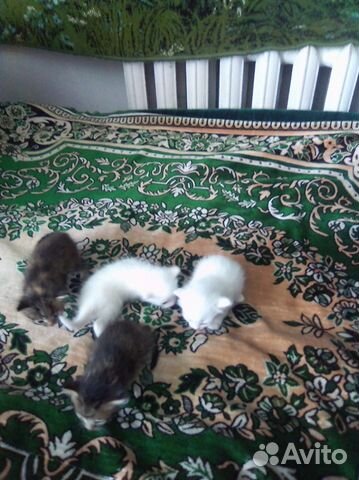 Котята. Белые, черепаховый окрас