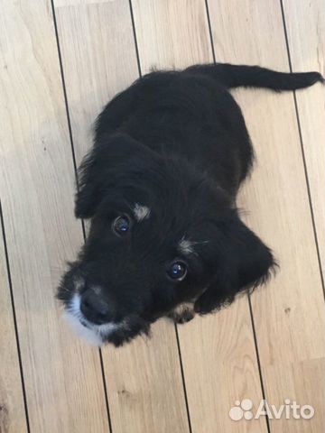 Ральф ищет дом