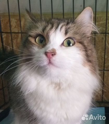 Брунгильда в поисках дома