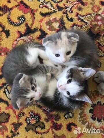 Котята веслоухие