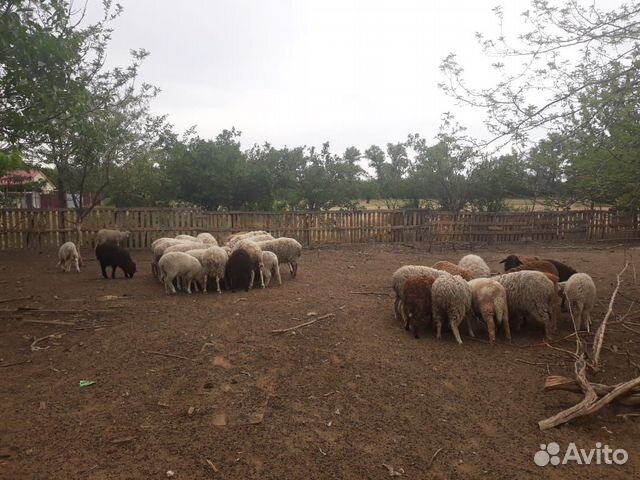 Небольшое стадо овец 75 штук