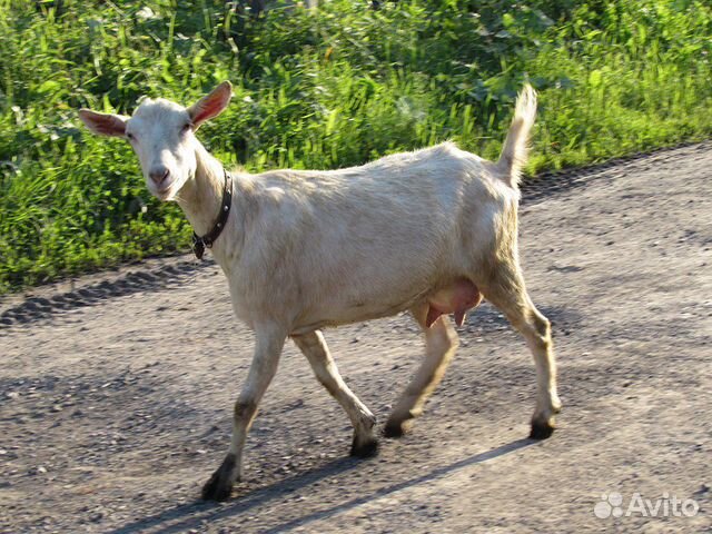 Дойные козы, козлики, бараны