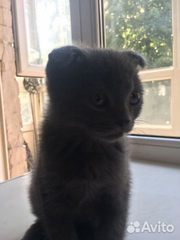 Шотландский котёнок
