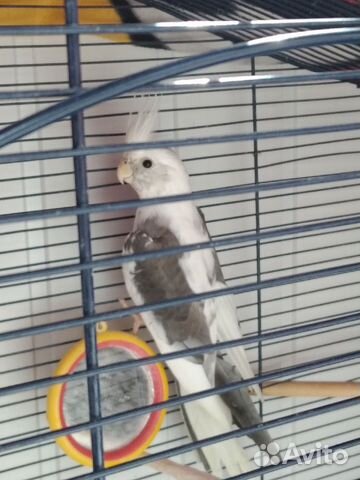 Попугай корелла в добрые руки