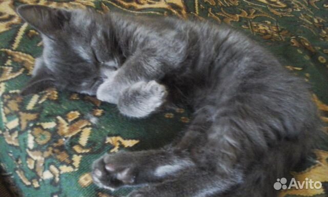 Отдам котенка