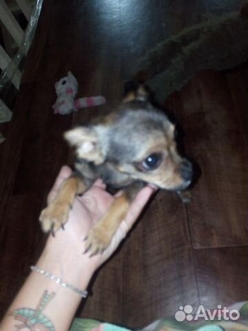 Чихуахуа мальчик
