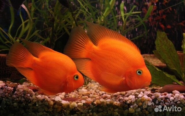 Рыбки Красный Попугай