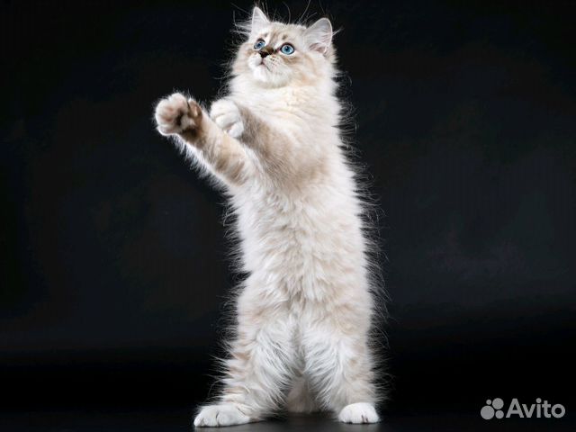 Котята невачки