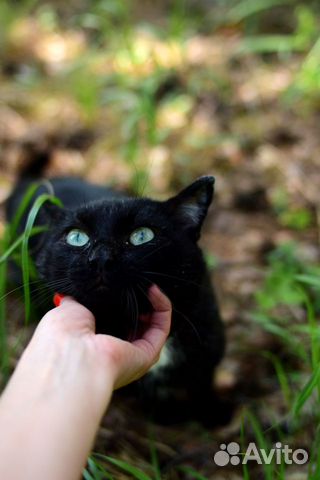 Черный кот