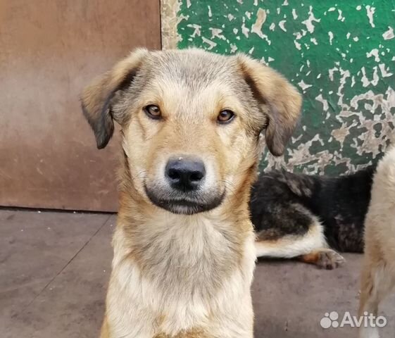 Щенок. Охранный