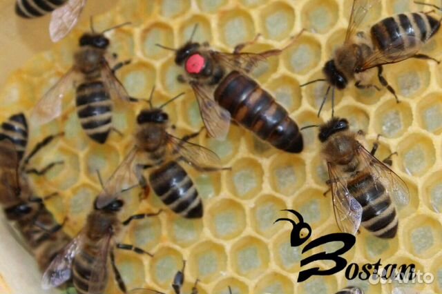 Пчеломатки,пчелопакеты