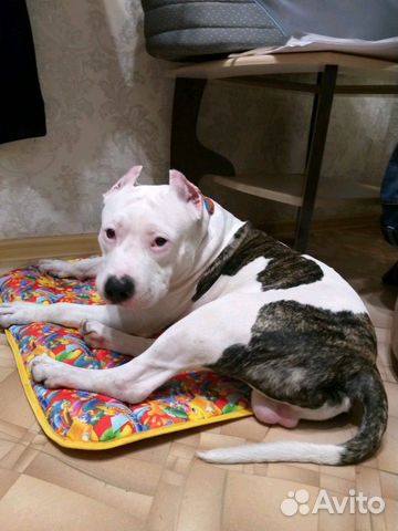 Продам Амстафа