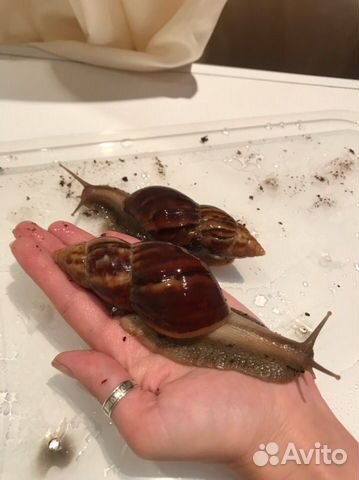 Улитки Ахатины