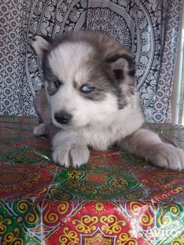 Хаска