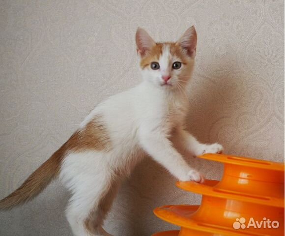 Солнечная малышка ищет дом
