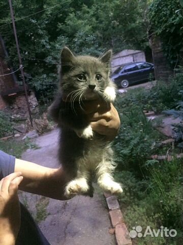 Котенок