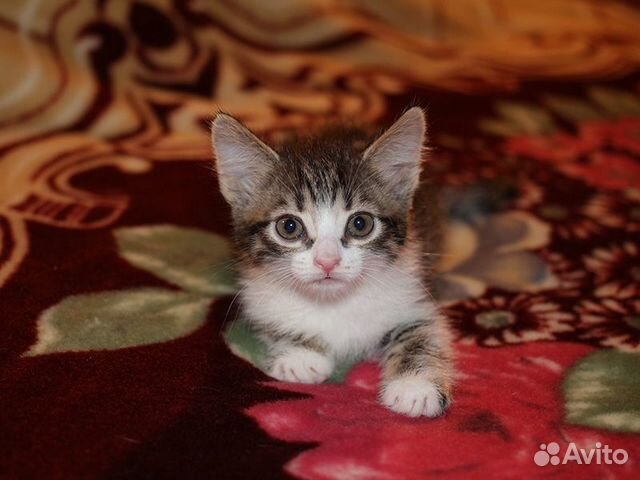 Котенок мраморного окраса от домашних родителей