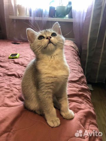 Шотландский котёнок skotish straight