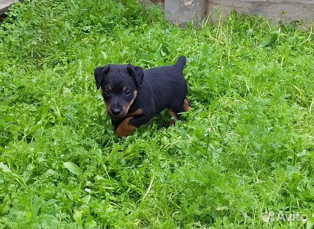 Щенок Ягдтерьера