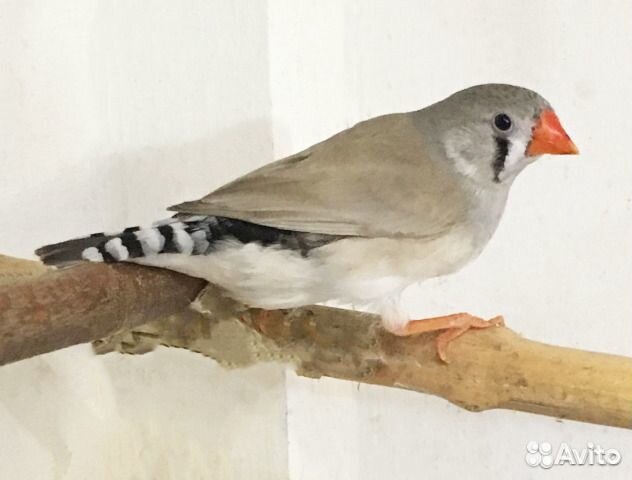 Зебровая амадина, самка