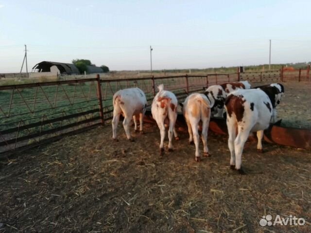 Крупно рогатый скот бычки