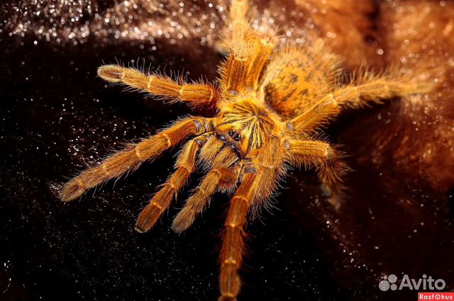 Паук-птицеед Pterinochilus murinus