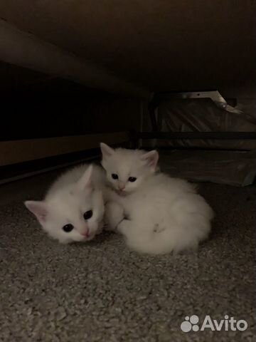 Турецкая ангора + вислоухая